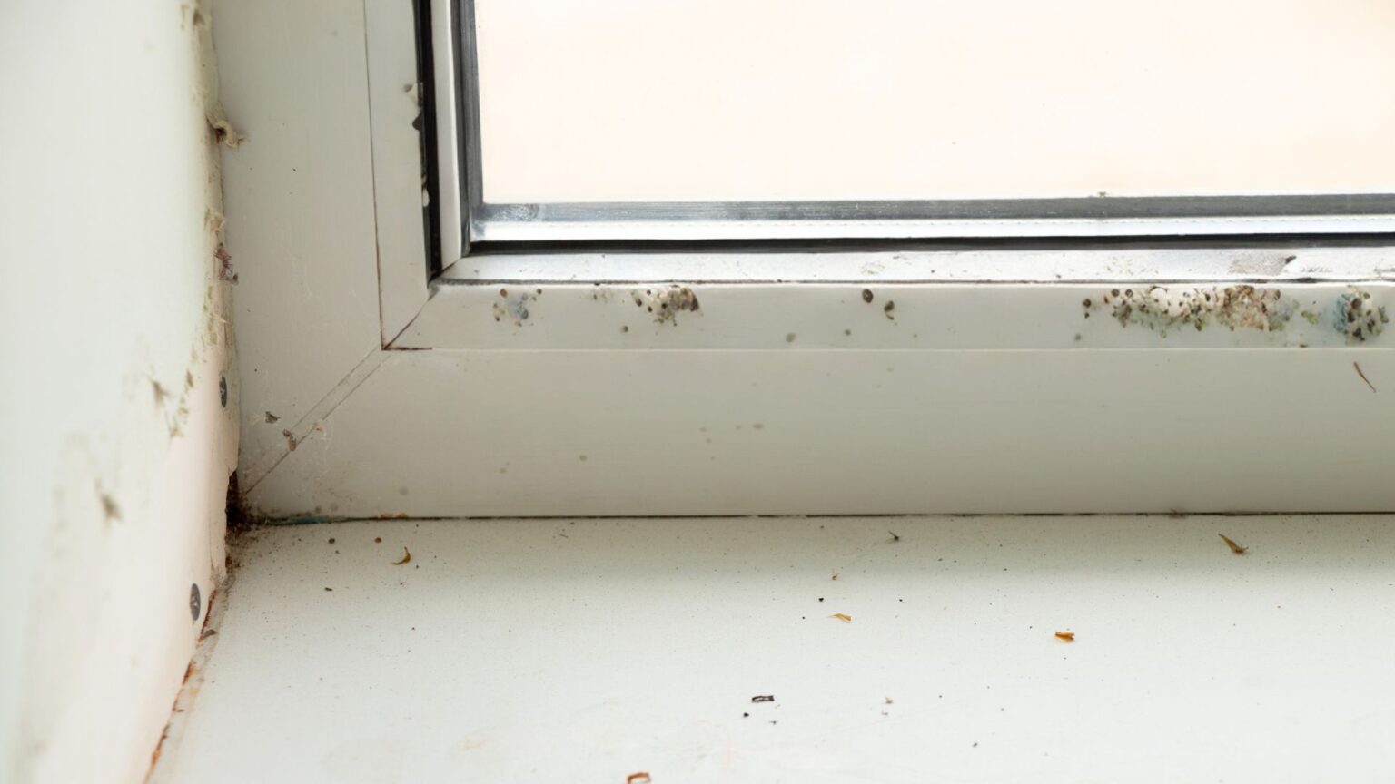 How To Stop Mould Growing On Windows | Blog | Vinci Response