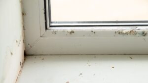 How To Stop Mould Growing On Windows | Blog | Vinci Response